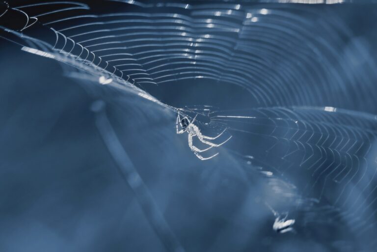 What are the Most Common House Spiders? - Delving Pest Control