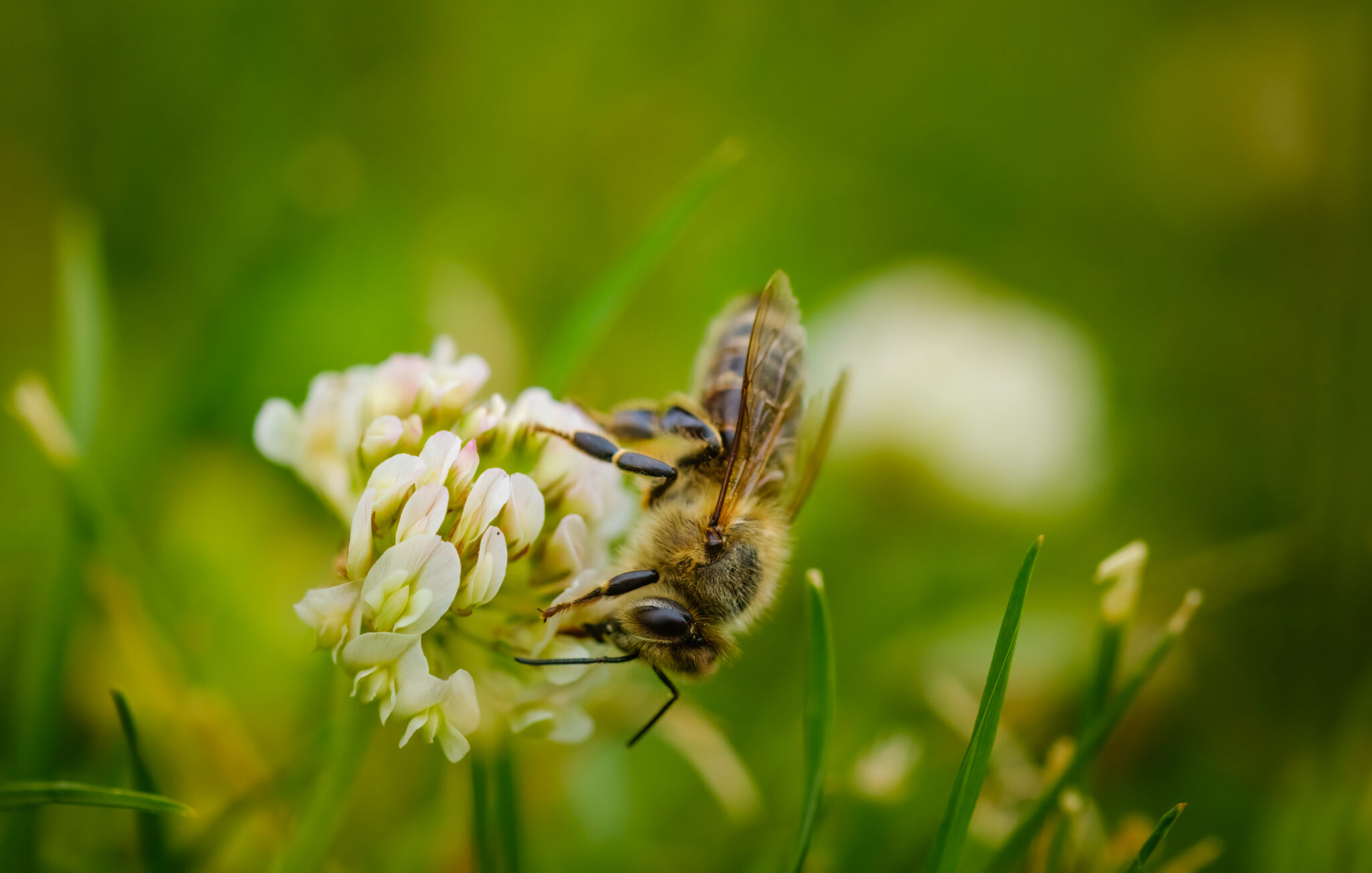 What are the Most Common Stinging Insects in Ohio? - Delving Pest Control